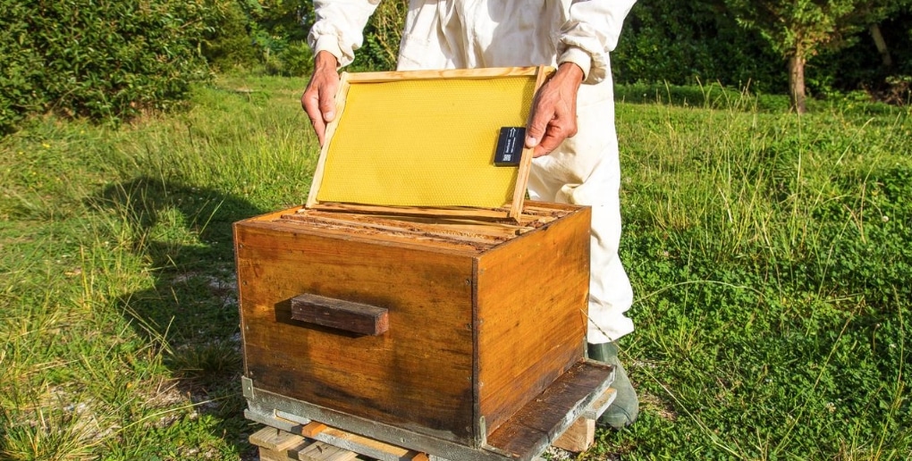 [Mapping] 5 startups françaises qui protègent les abeilles • Les Horizons