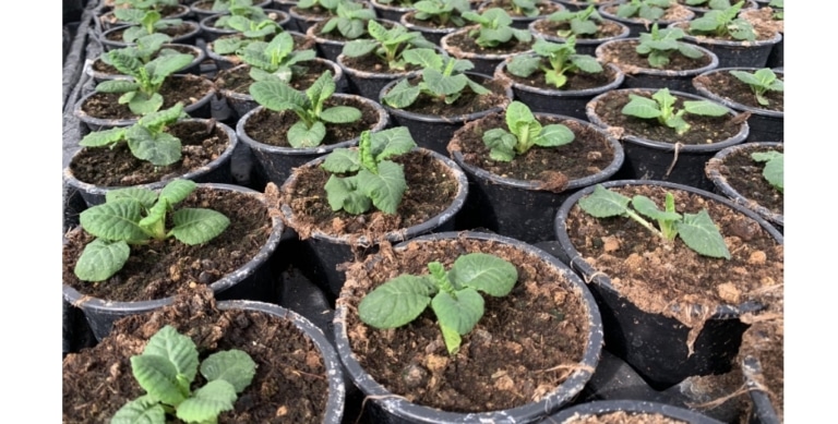 Mycophyto, l’alternative naturelle aux pesticides qui accroît les ...