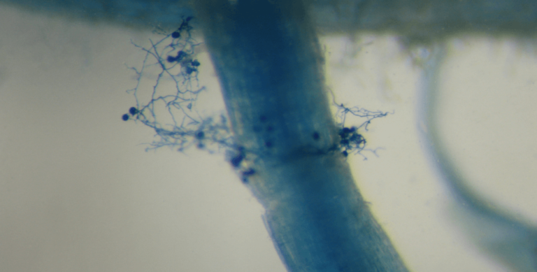 INOCULUM plus, des bio-intrants grâce à la mycorhize • Les Horizons