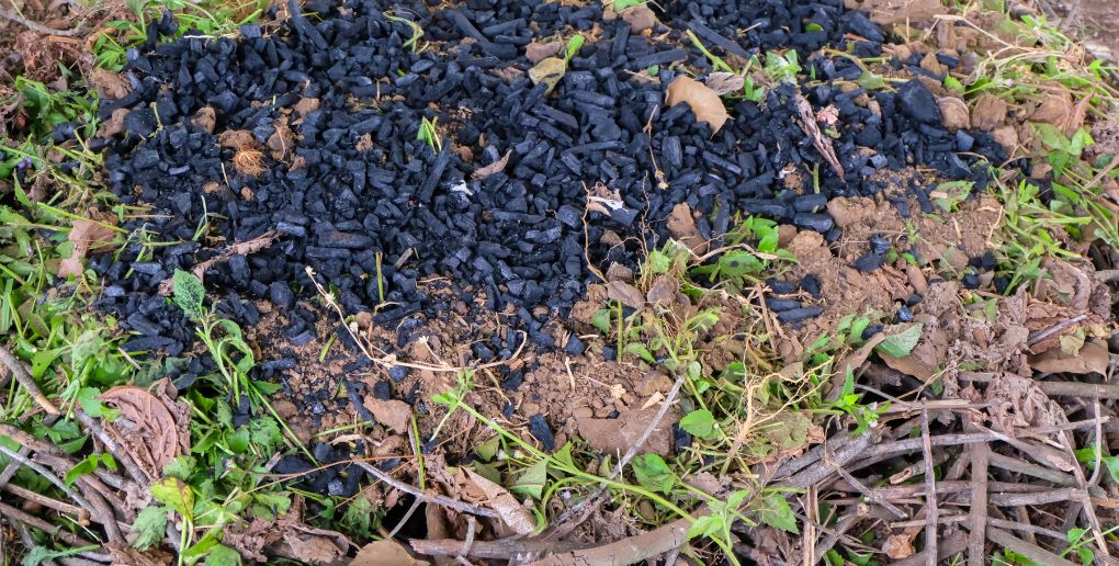 NetZero, une initiative pour développer le biochar dans les pays en ...
