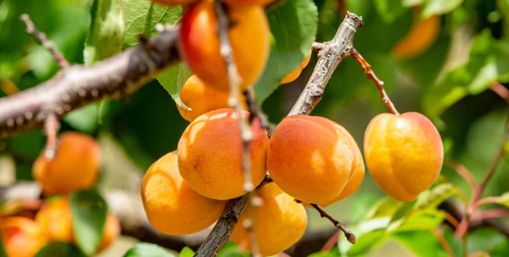 Quel est l’impact du changement climatique sur la production de fruits ...