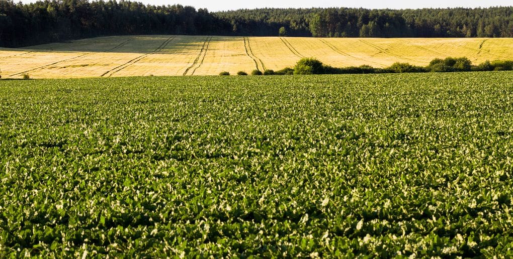 Agriodor lève 5M€ pour accélérer le développement de ses alternatives ...